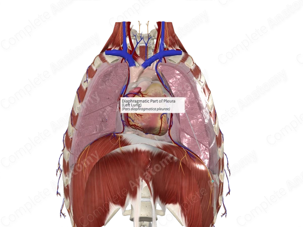 Diaphragmatic Part of Pleura (Left Lung) | Complete Anatomy