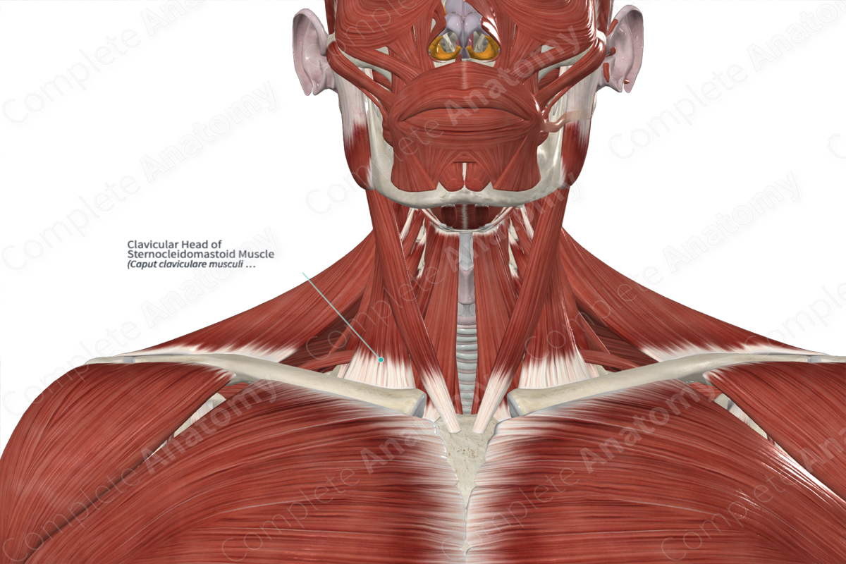 Clavicular Head Of Sternocleidomastoid Muscle Complete Anatomy