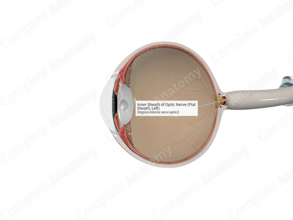Inner Sheath of Optic Nerve (Pial Sheath; Left) | Complete Anatomy
