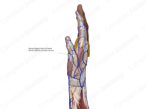 Dorsal Digital Veins of Hand | Complete Anatomy