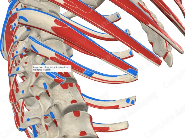 Insertion of Internal Abdominal Oblique Muscle | Complete Anatomy
