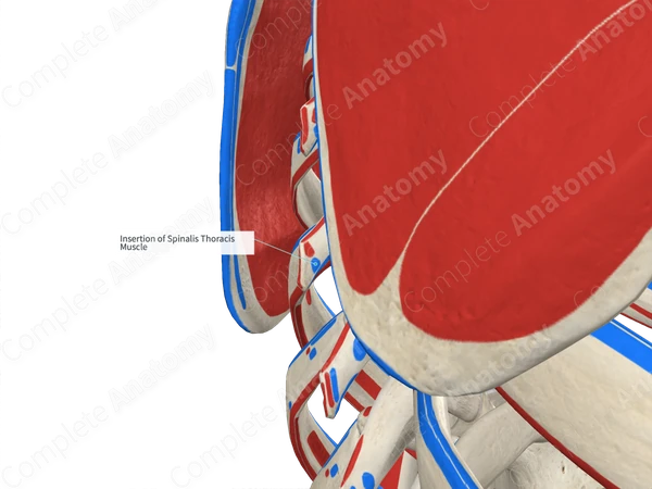 Insertion of Spinalis Thoracis Muscle | Complete Anatomy