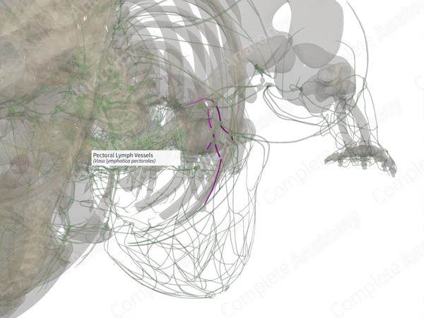 Pectoral Lymph Vessels (Right) | Complete Anatomy