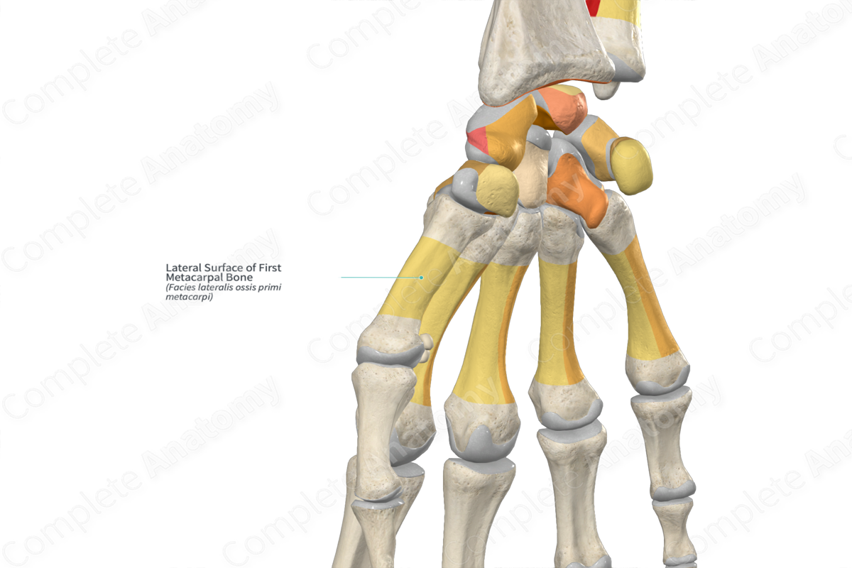 Lateral Surface of First Metacarpal Bone | Complete Anatomy