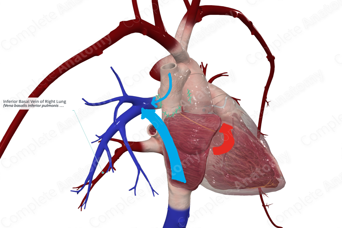 Inferior Basal Vein Of Right Lung Complete Anatomy