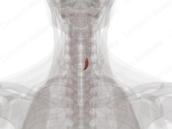 Cricothyroid Muscle (Left) | Complete Anatomy