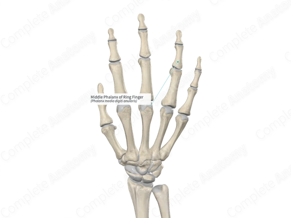 Ring Finger Anatomy Case Report: Pain In Ring Finger Clinical Pain