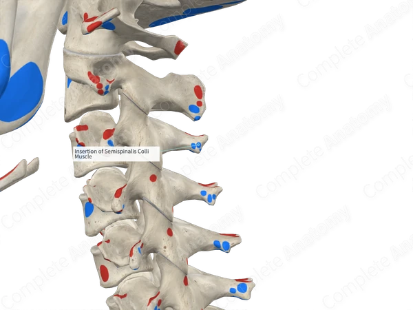 Insertion of Semispinalis Colli Muscle | Complete Anatomy