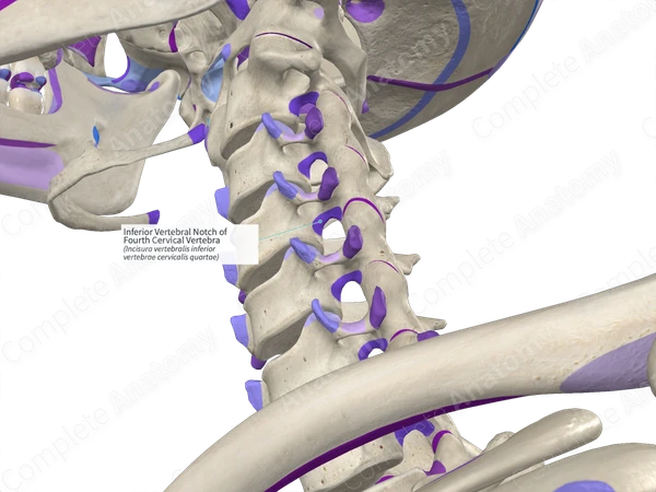 Inferior Vertebral Notch of Fourth Cervical Vertebra (Left) | Complete ...