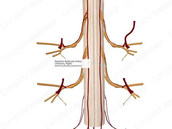 Posterior Radicular Artery (Thoracic; Right) | Complete Anatomy
