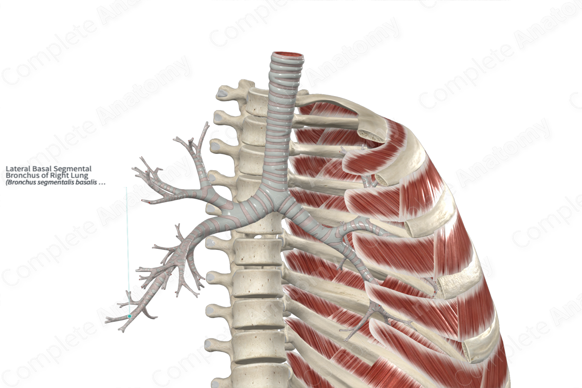 Lateral Basal Segmental Bronchus Of Right Lung Complete Anatomy