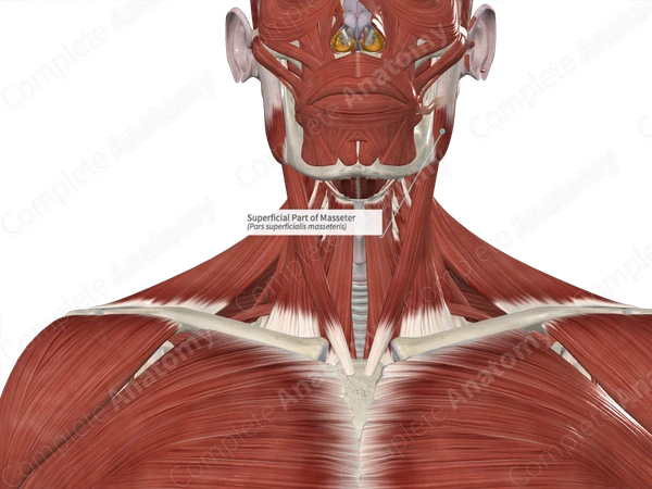 Superficial Part of Masseter | Complete Anatomy