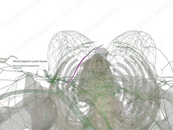 Inferior Epigastric Lymph Vessels (Left) | Complete Anatomy