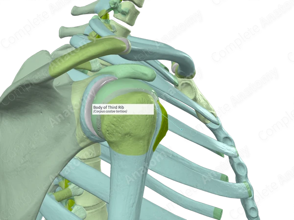 Body of Third Rib | Complete Anatomy