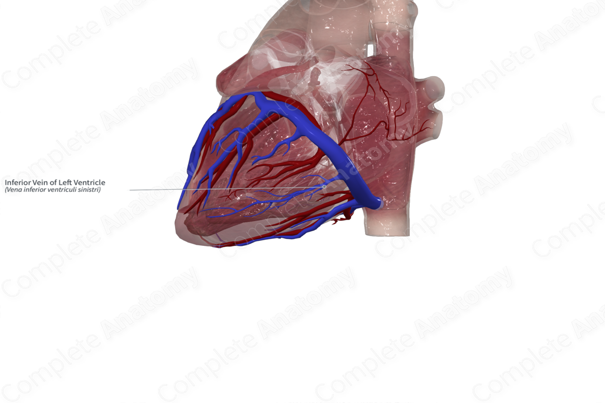 Inferior Vein Of Left Ventricle Complete Anatomy