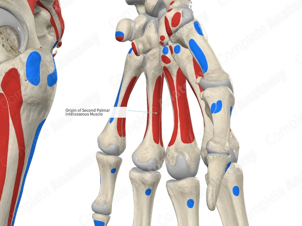 Origin of Second Palmar Interosseous Muscle | Complete Anatomy