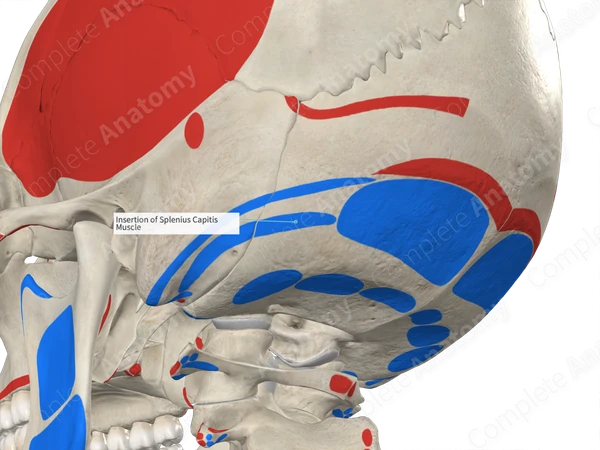 Insertion of Splenius Capitis Muscle | Complete Anatomy