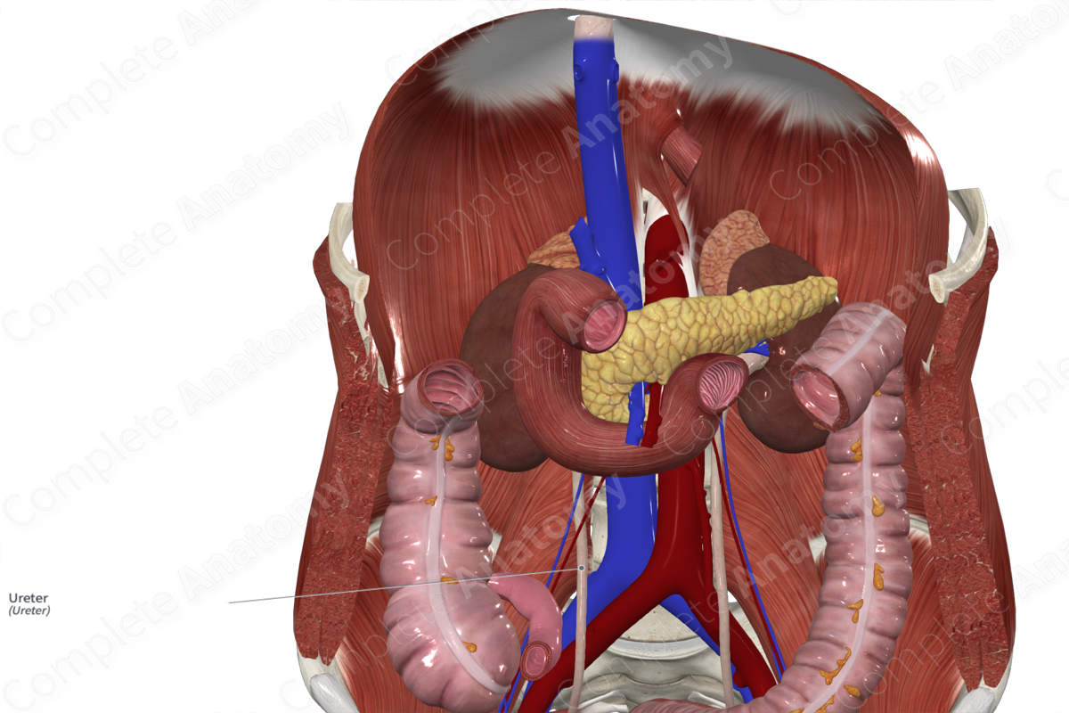 Ureter