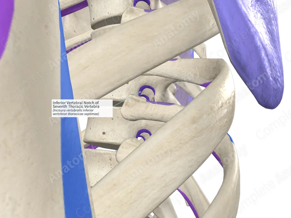 Inferior Vertebral Notch of Seventh Thoracic Vertebra (Right ...