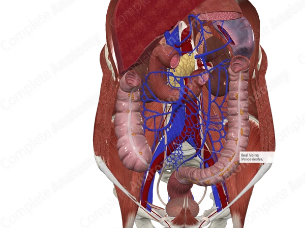 Ileal Veins | Complete Anatomy