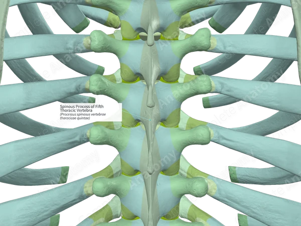 Spinous Process of Fifth Thoracic Vertebra | Complete Anatomy