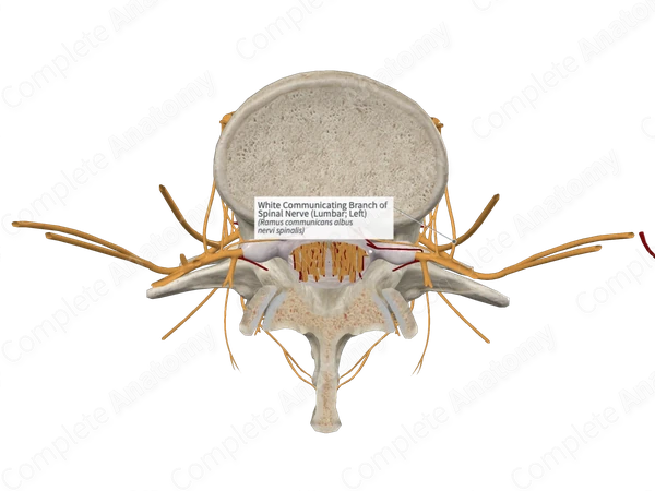 White Communicating Branch of Spinal Nerve (Lumbar; Left) | Complete ...