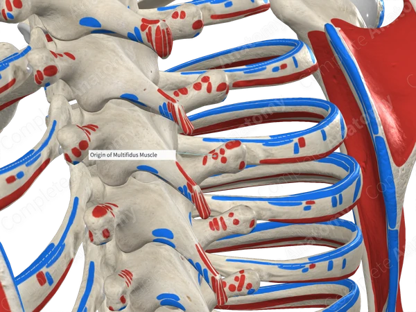 Origin of Multifidus Muscle | Complete Anatomy