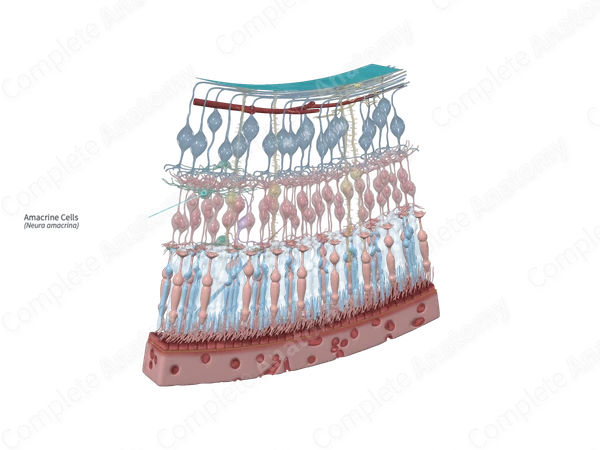 Amacrine Cells | Complete Anatomy