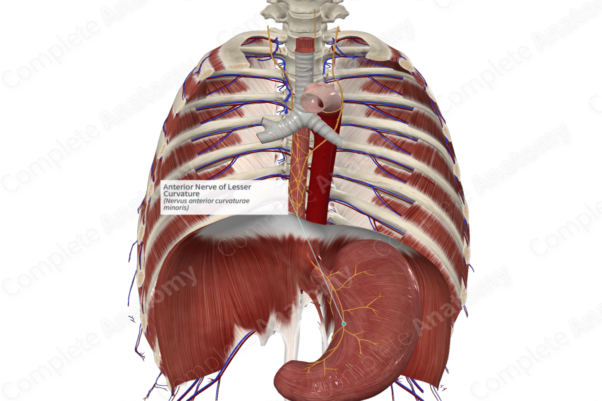 Anterior Nerve of Lesser Curvature | Complete Anatomy