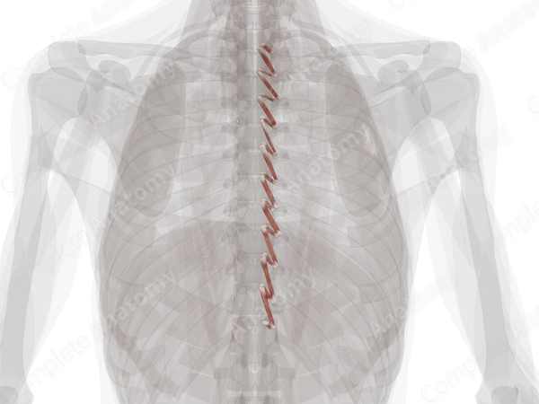Rotatores (Left) | Complete Anatomy