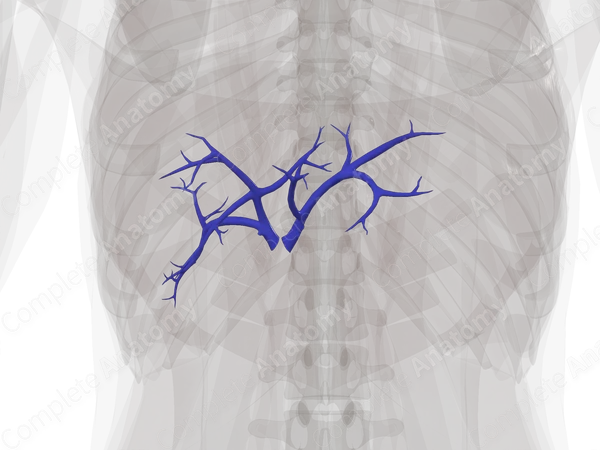 Branches of Hepatic Portal Vein | Complete Anatomy