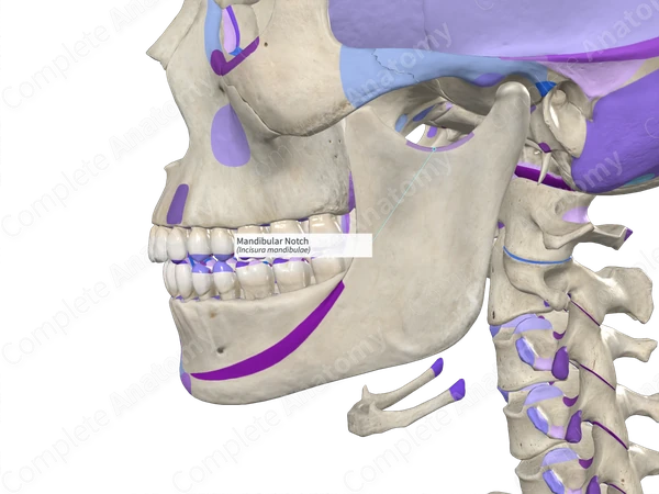 Mandibular Notch (Left) | Complete Anatomy