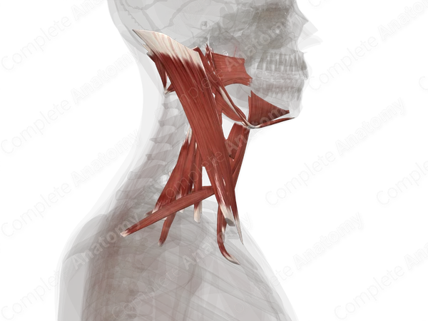 Neck Muscles