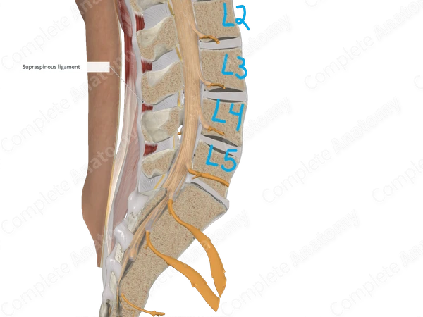 Supraspinous Ligament Interspinous Ligament Horse Google Search