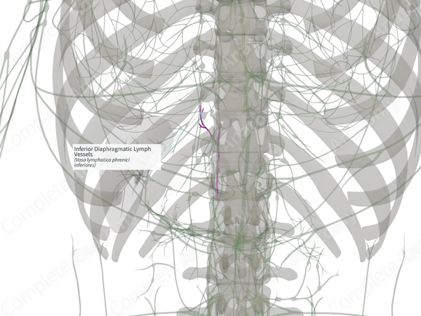 Inferior Diaphragmatic Lymph Vessels (Right) | Complete Anatomy