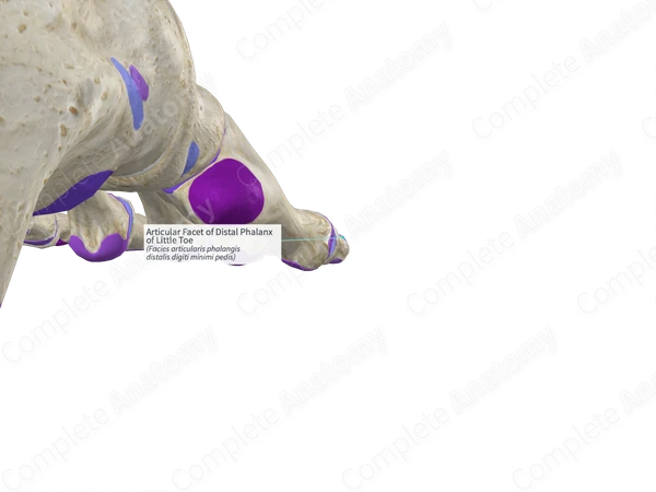 Articular Facet of Distal Phalanx of Little Toe | Complete Anatomy
