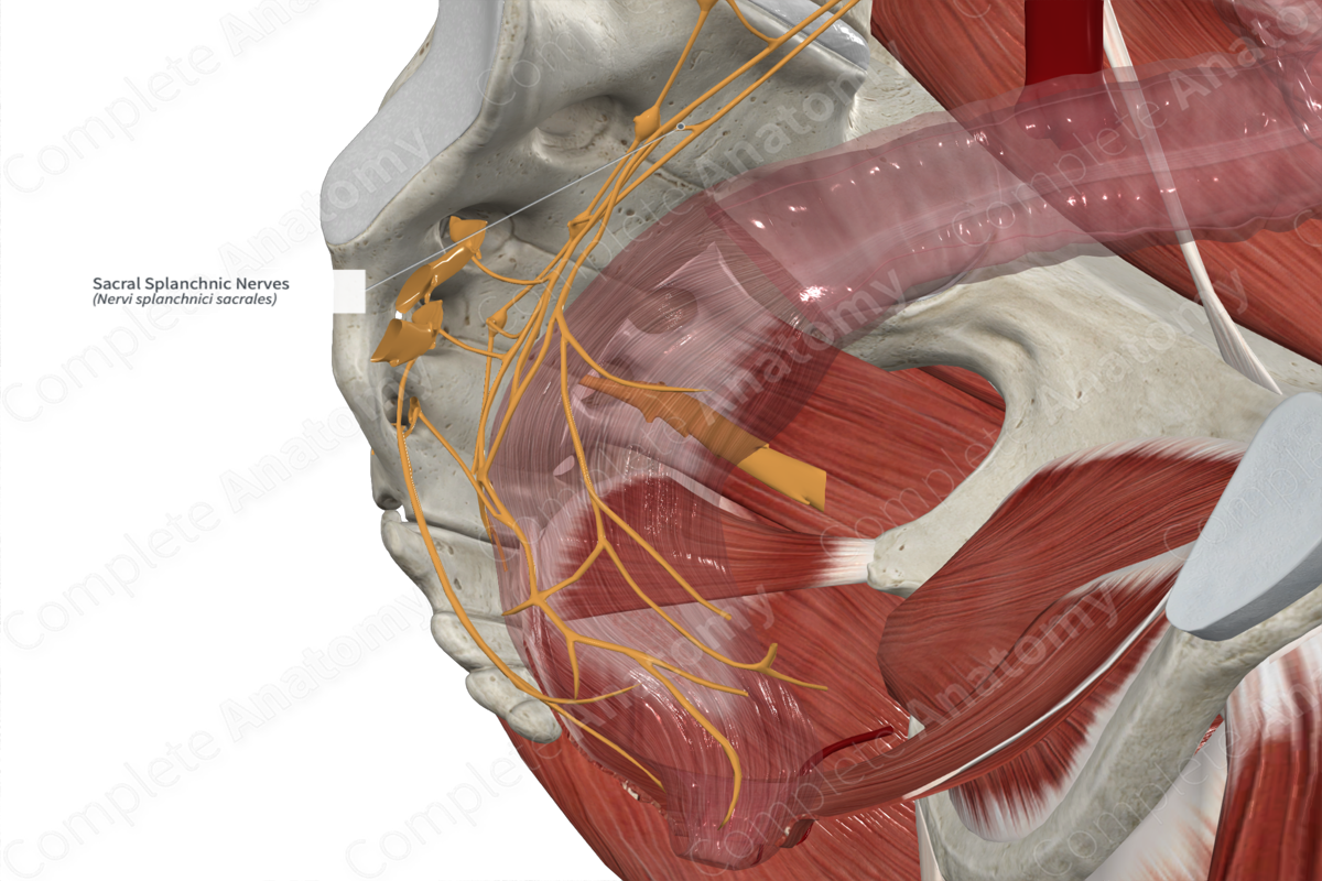 Sacral Splanchnic Nerves Complete Anatomy