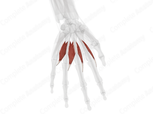 Lumbrical Muscles of Hand (Left) | Complete Anatomy