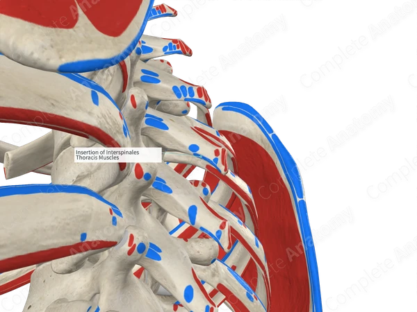 Insertion of Interspinales Thoracis Muscles | Complete Anatomy