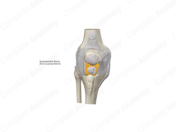 Suprapatellar Bursa | Complete Anatomy