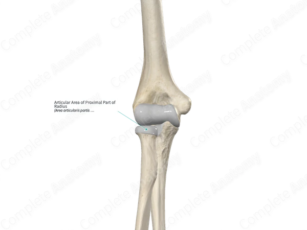 Articular Area of Proximal Part of Radius | Complete Anatomy