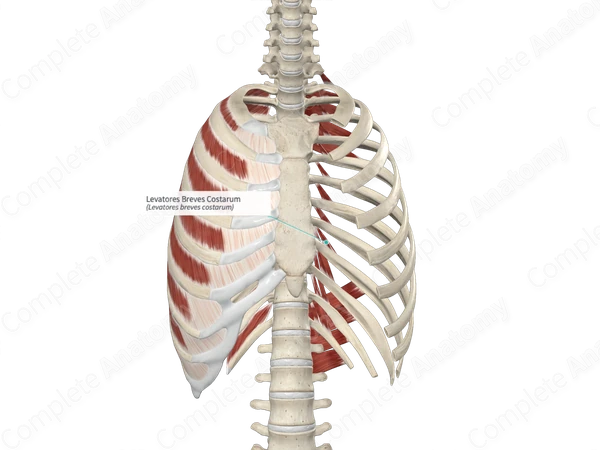 Levatores Breves Costarum | Complete Anatomy