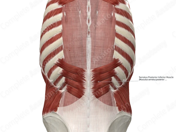 Serratus Posterior Inferior Muscle | Complete Anatomy