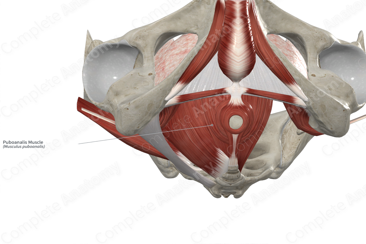 Puboanalis Muscle | Complete Anatomy
