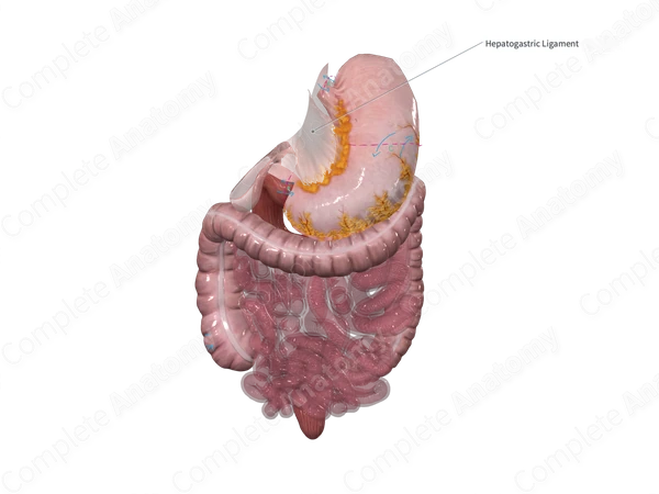 Hepatogastric Ligament | Complete Anatomy
