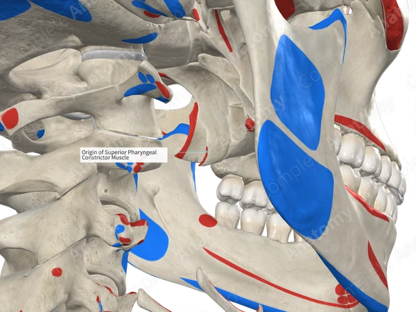 Origin of Superior Pharyngeal Constrictor Muscle | Complete Anatomy