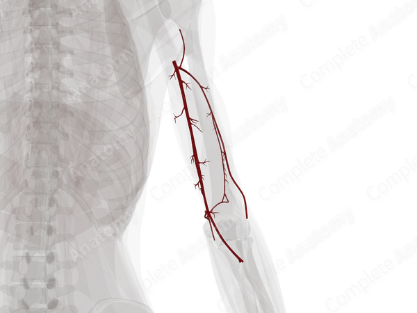 Arteries of Arm (Left) | Complete Anatomy