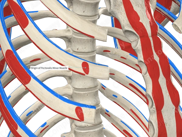 Origin of Pectoralis Minor Muscle | Complete Anatomy