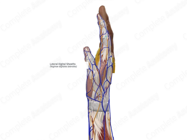 Lateral Digital Sheaths | Complete Anatomy