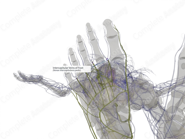 Intercapitular Veins of Foot (Left) | Complete Anatomy